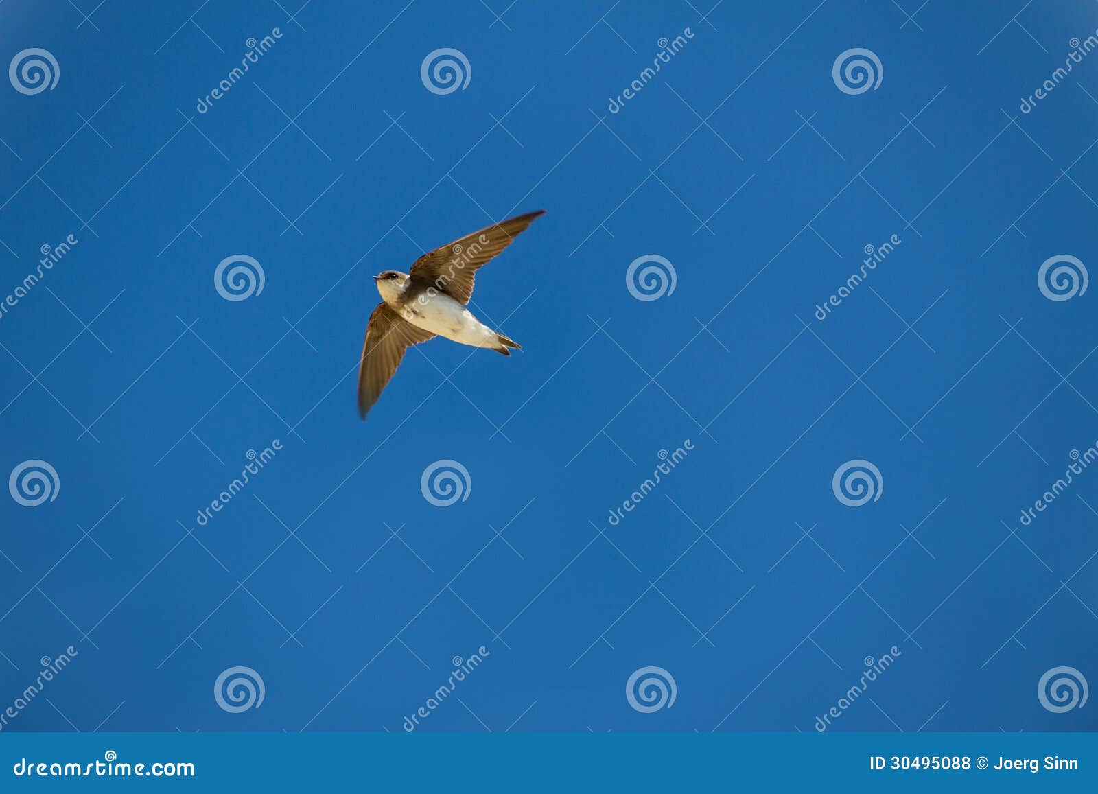 Flying Bird from Underneath Crystal Blue Sky Stock Photo - Image of ...