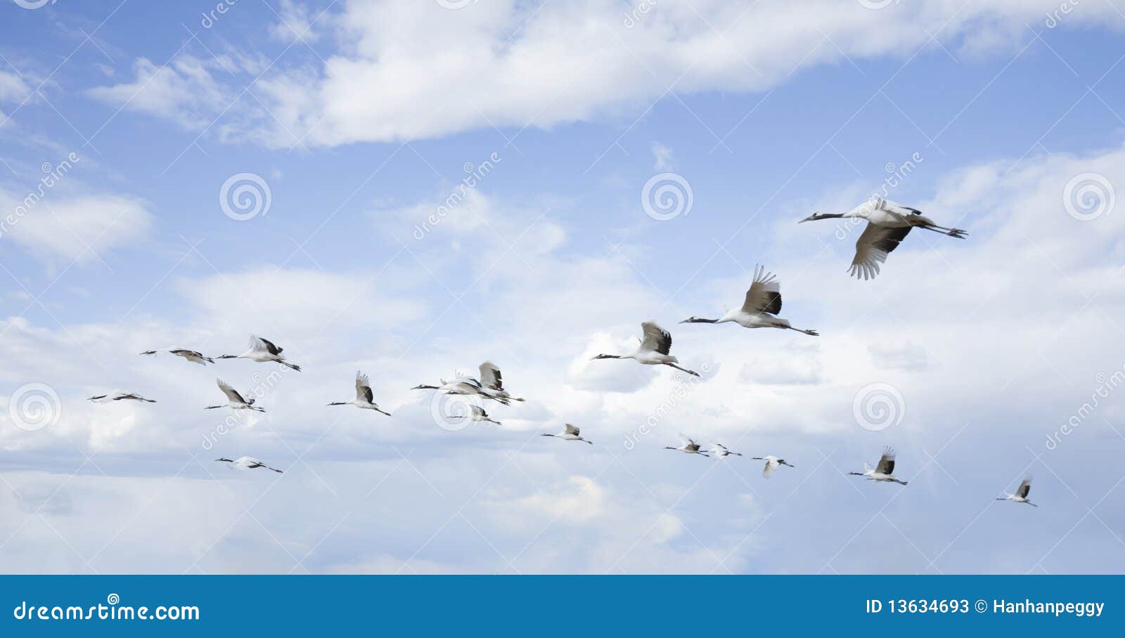 Flying birds stock image. Image of united, life, animals - 13634693