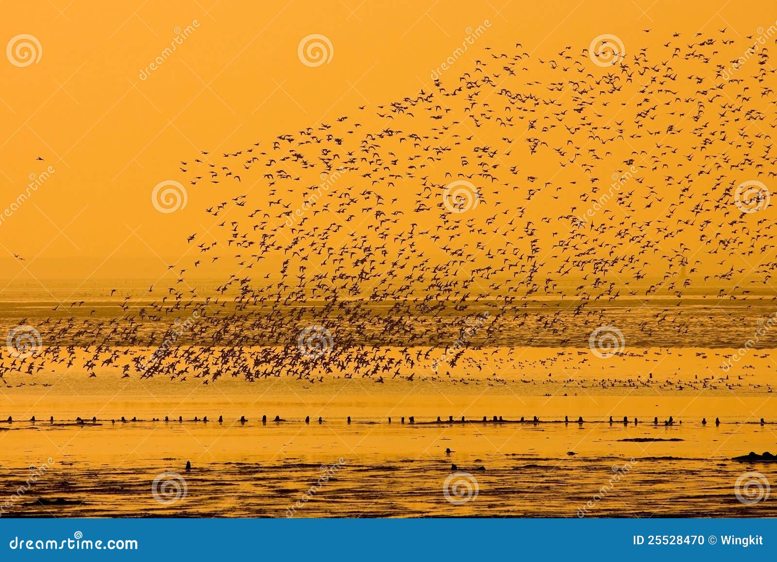 Flying Birds stock photo. Image of flapping, china, alignment - 25528470