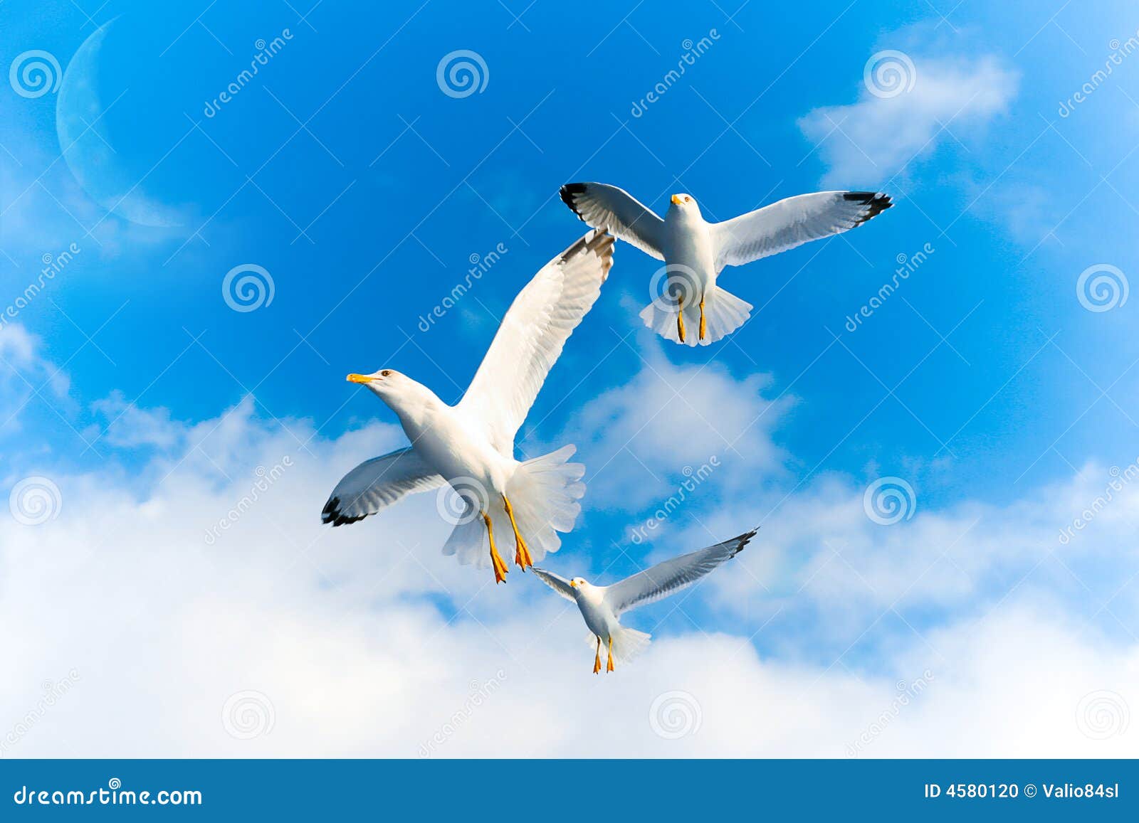 Flying birds stock photo. Image of soar, blue, winged - 4580120