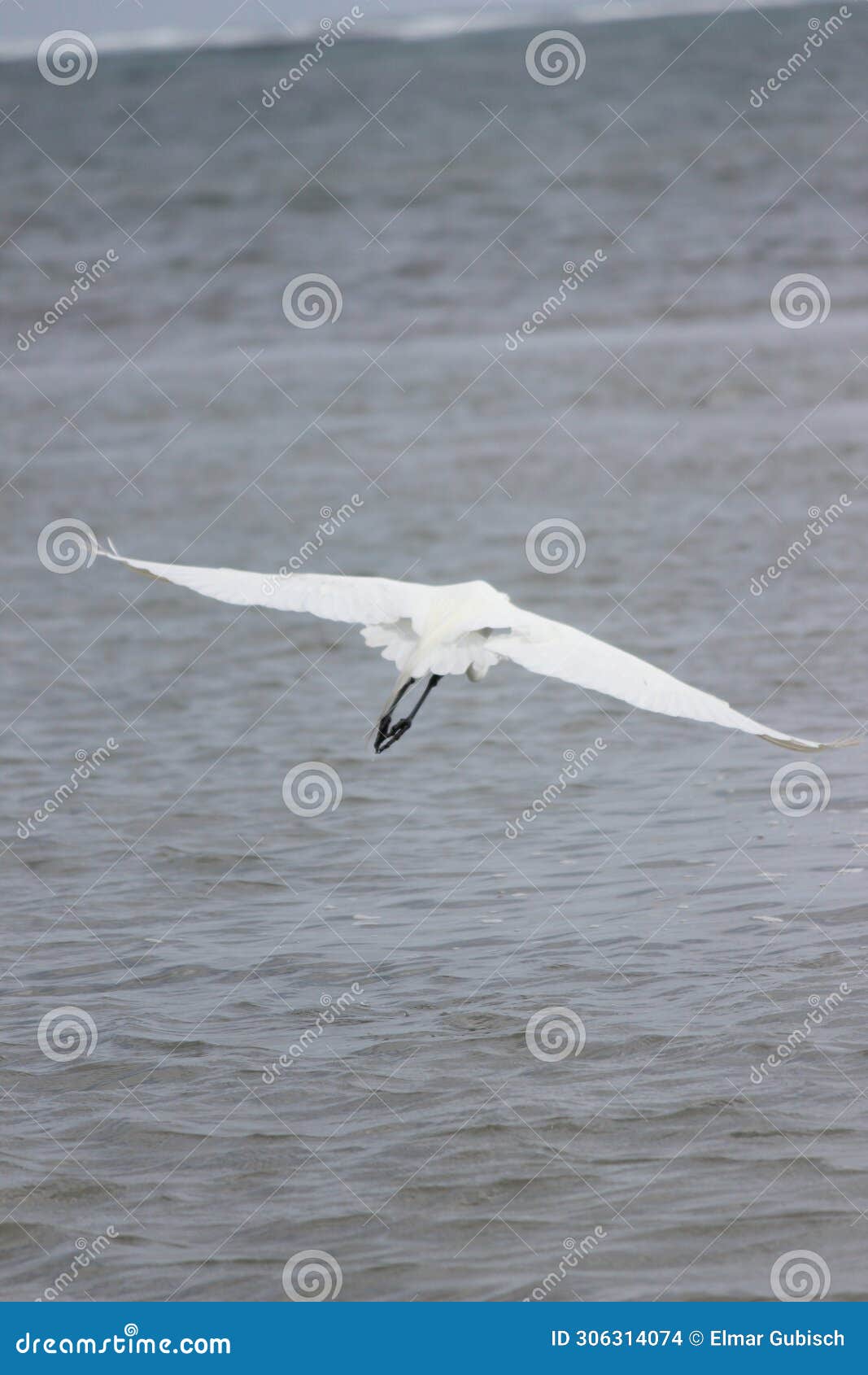 Flying Birds As Symbol for Freedom Stock Photo - Image of birds, song ...
