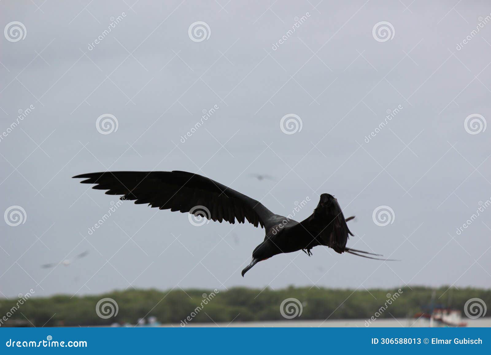 Flying Birds As Symbol for Freedom Stock Image - Image of flight ...