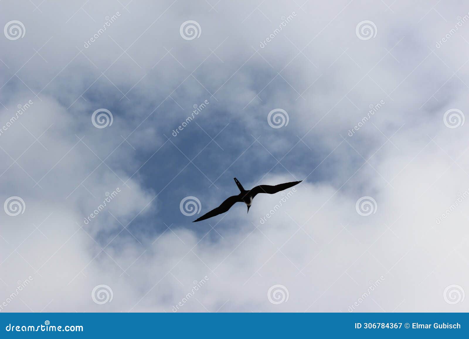 Flying Birds As Symbol for Freedom Stock Image - Image of animal ...