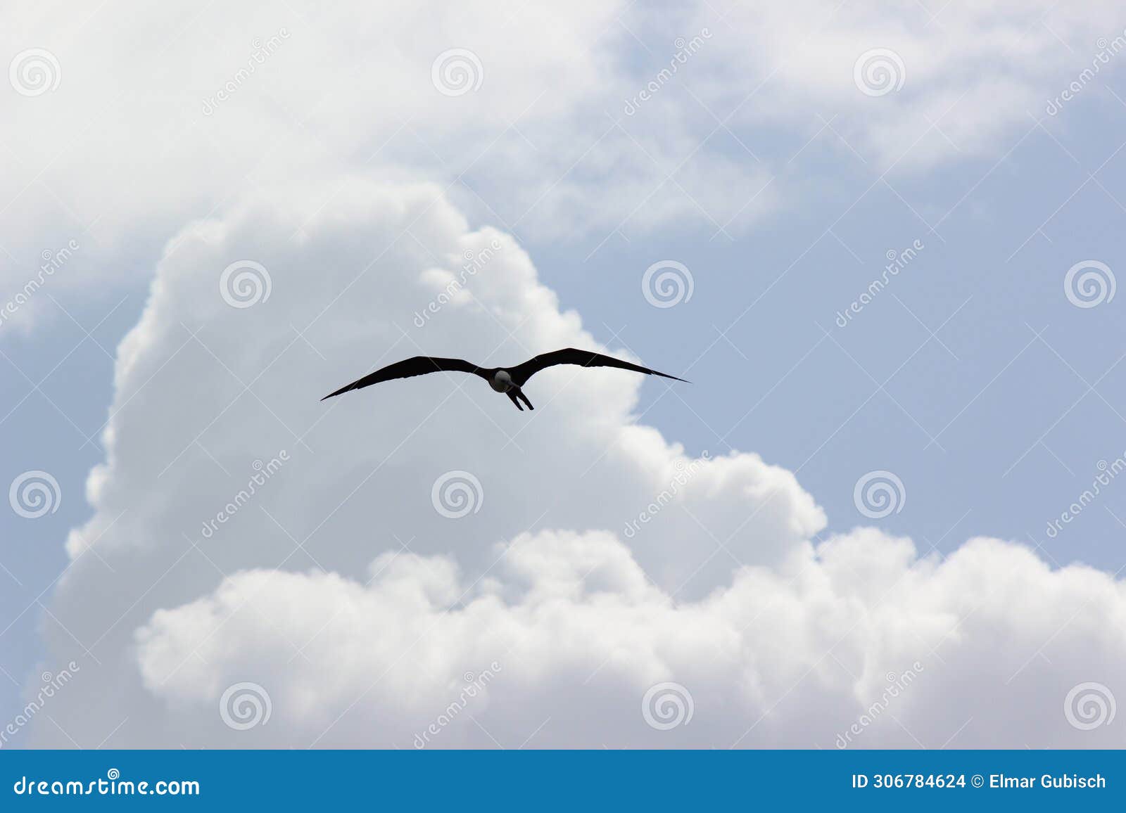 Flying Birds As Symbol for Freedom Stock Photo - Image of songbird ...