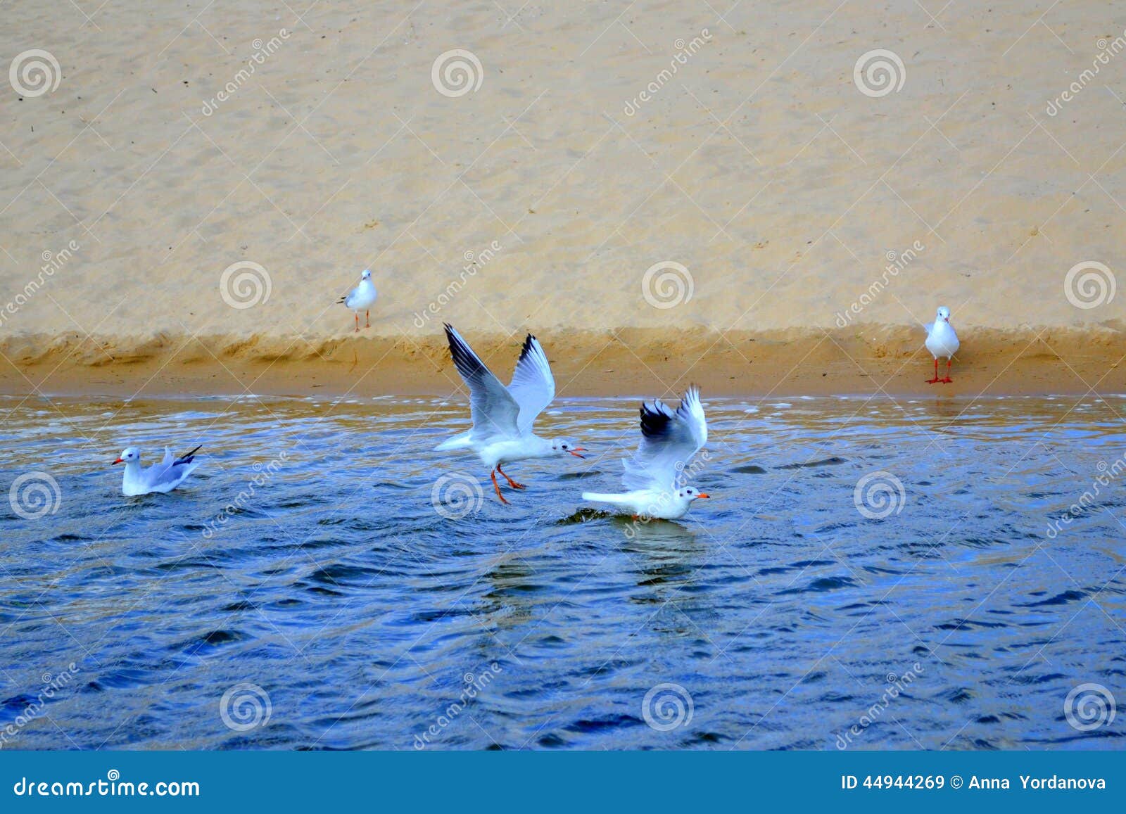 Flying birds beach stock image. Image of bulgaria, hadjiiska - 44944269