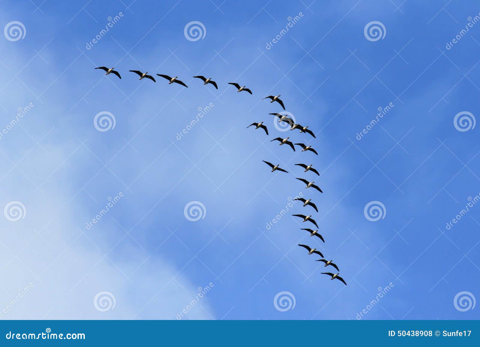 Birds migration stock photo. Image of blue, autumn, fall - 50438908