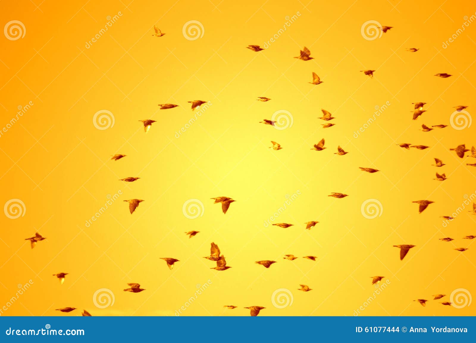 Flying birds stock photo. Image of mobility, flight, yellow - 61077444