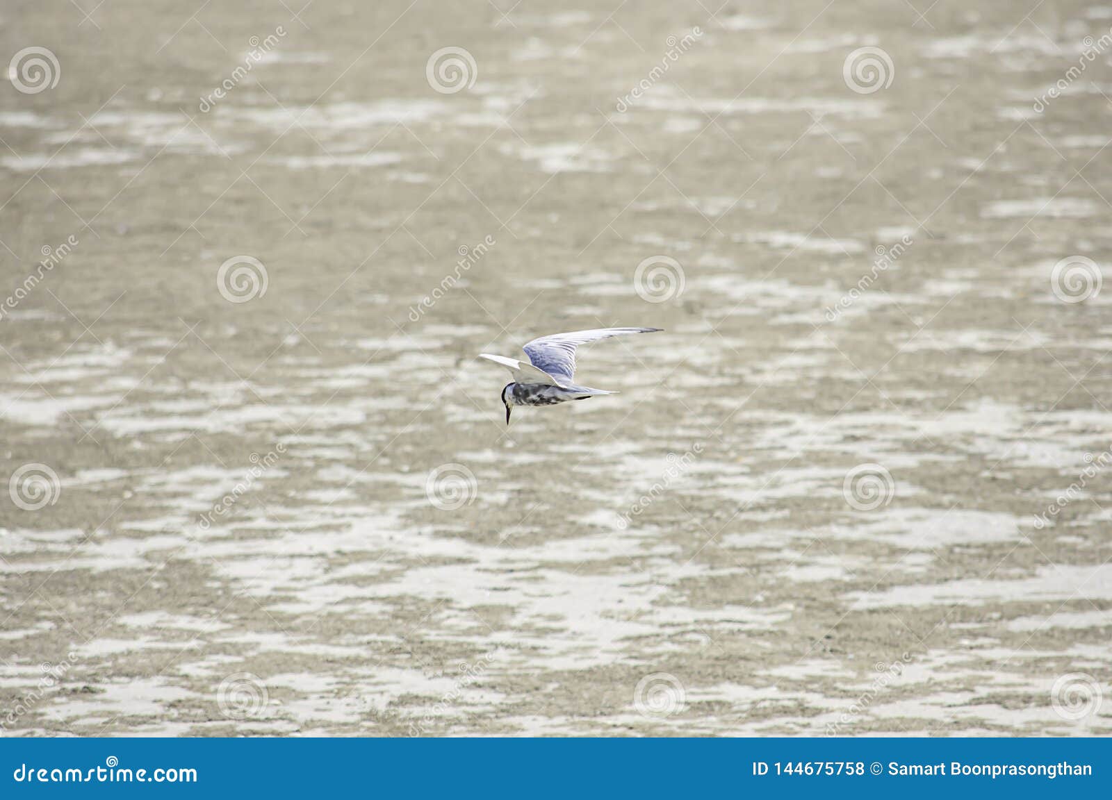 The Flying Birds Foraging on Sand in the Sea Stock Photo - Image of ...