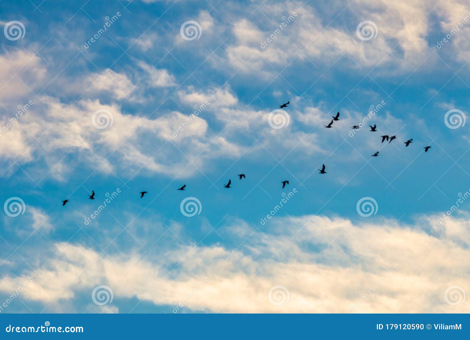 Flying birds in formation stock photo. Image of natural - 179120590