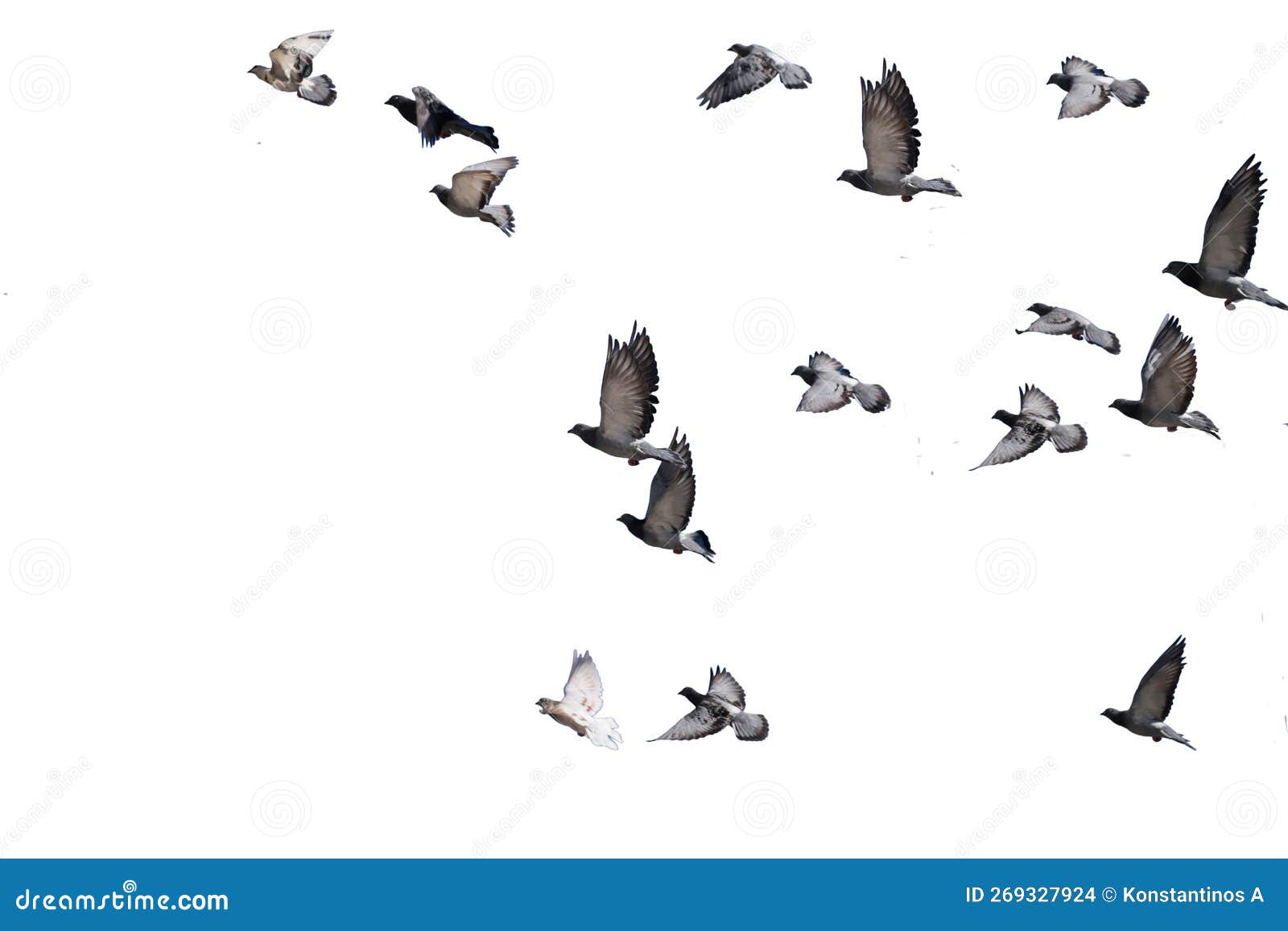 Flying Birds Formation of Pigeons Isolated for Backgound Stock ...