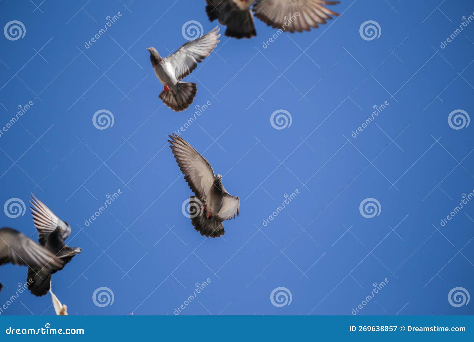 Flying Birds Formation of Pigeons Many Isolated for Backgound Stock ...