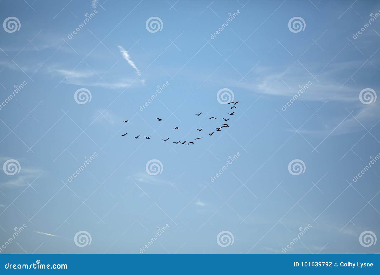 Flying Birds Grouping in Formation Stock Photo - Image of flock ...