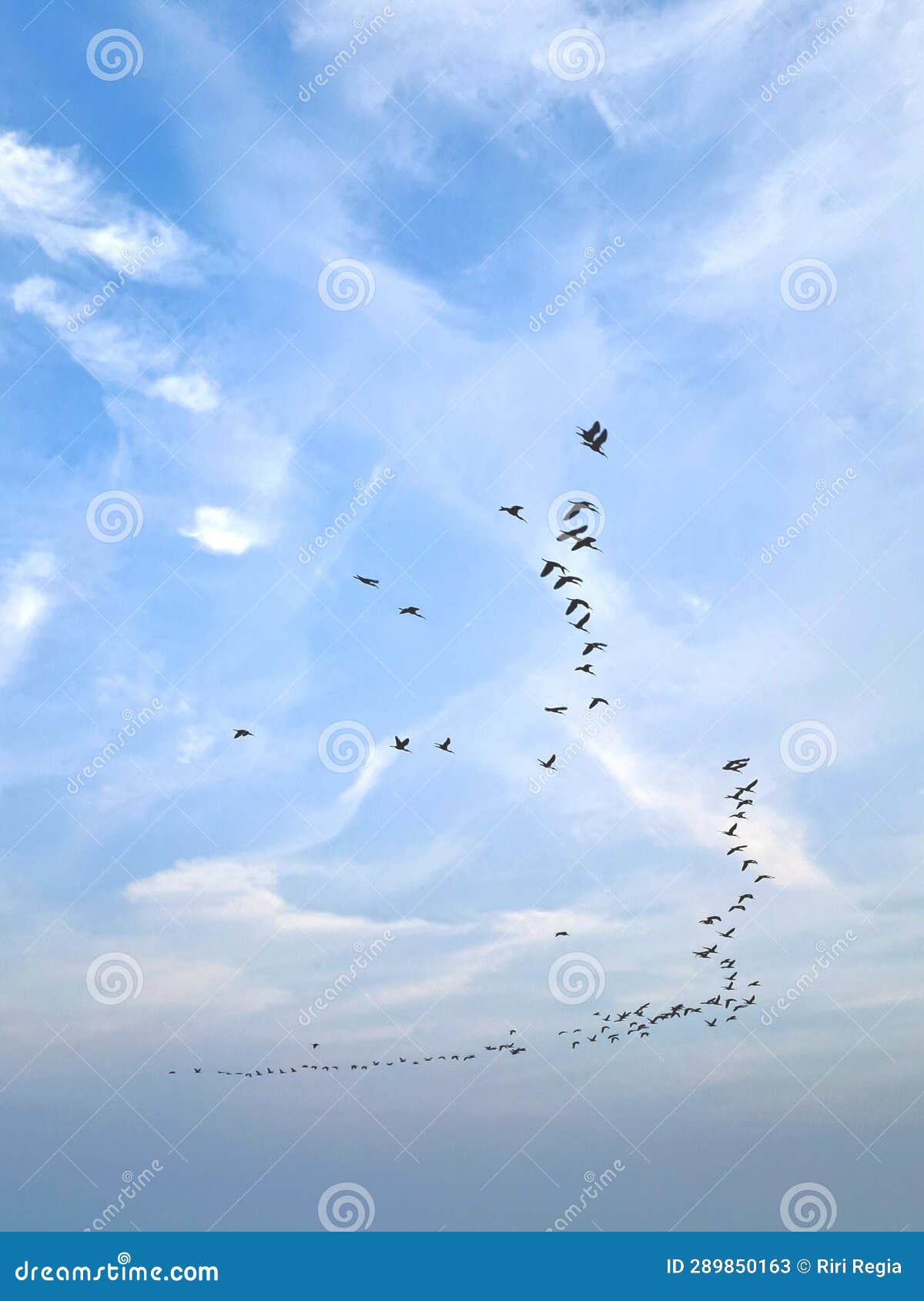 Flying Birds High Over the Ocean Stock Image - Image of cloud, colony ...