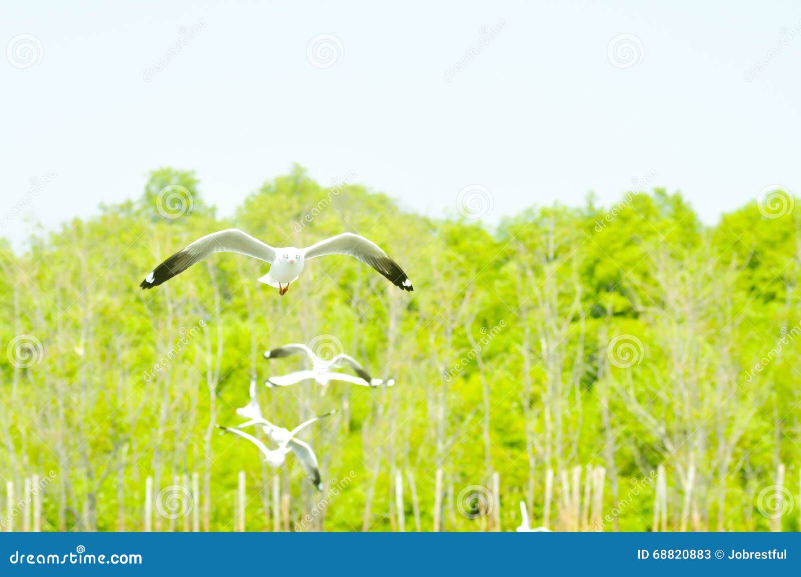 Flying Birds Near the Forest Stock Image - Image of seagulls, landing ...