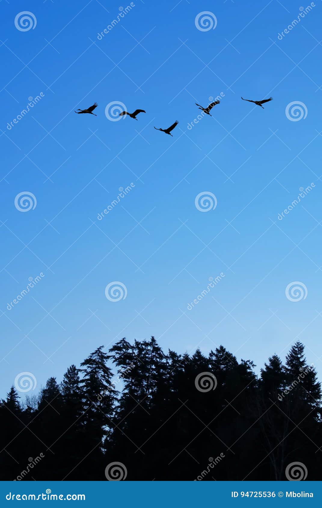 Flying Birds Over Blue Sky Background Vertical Image Stock Photo ...