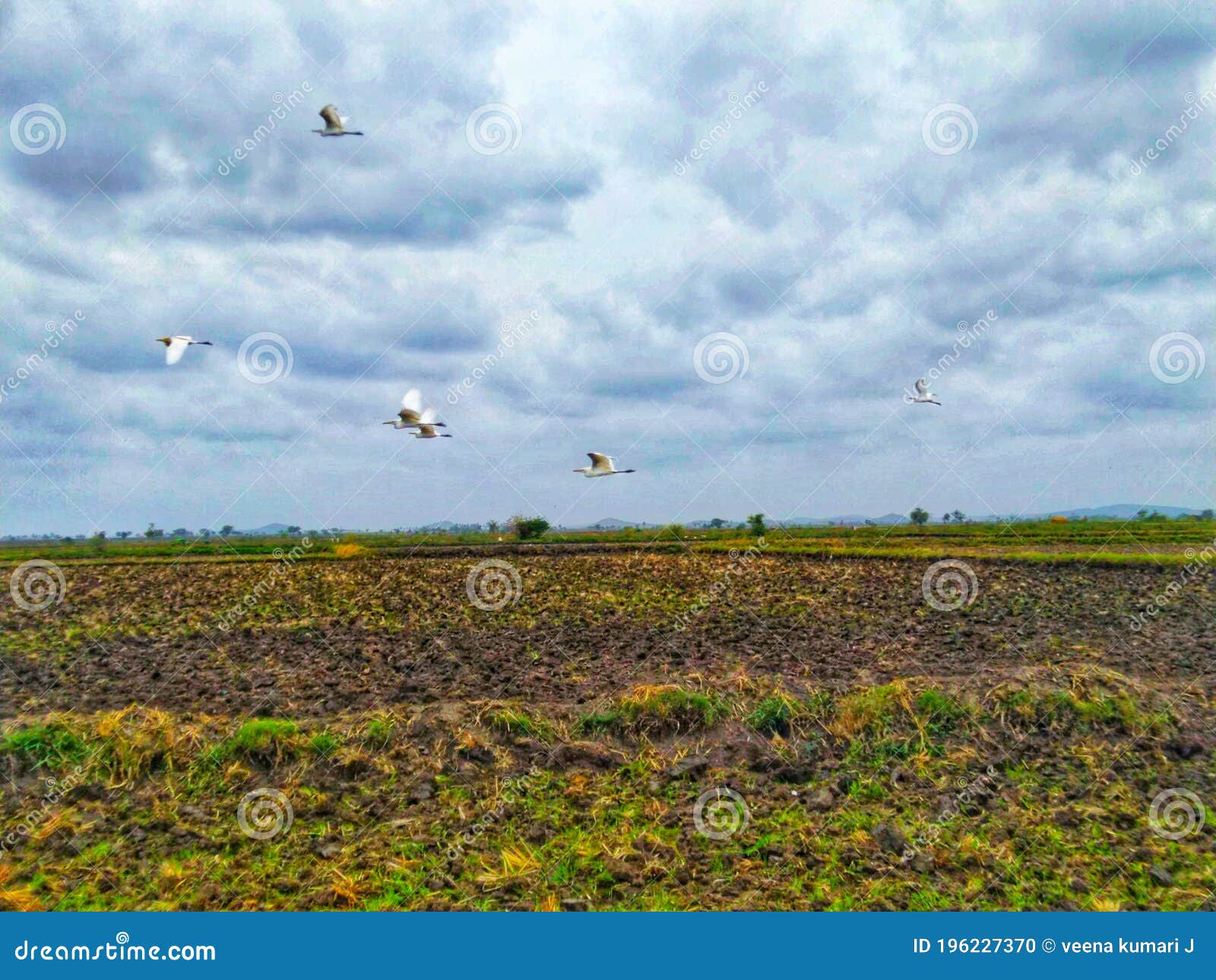Flying Birds Over the Fields Stock Photo - Image of steppe, tundra ...