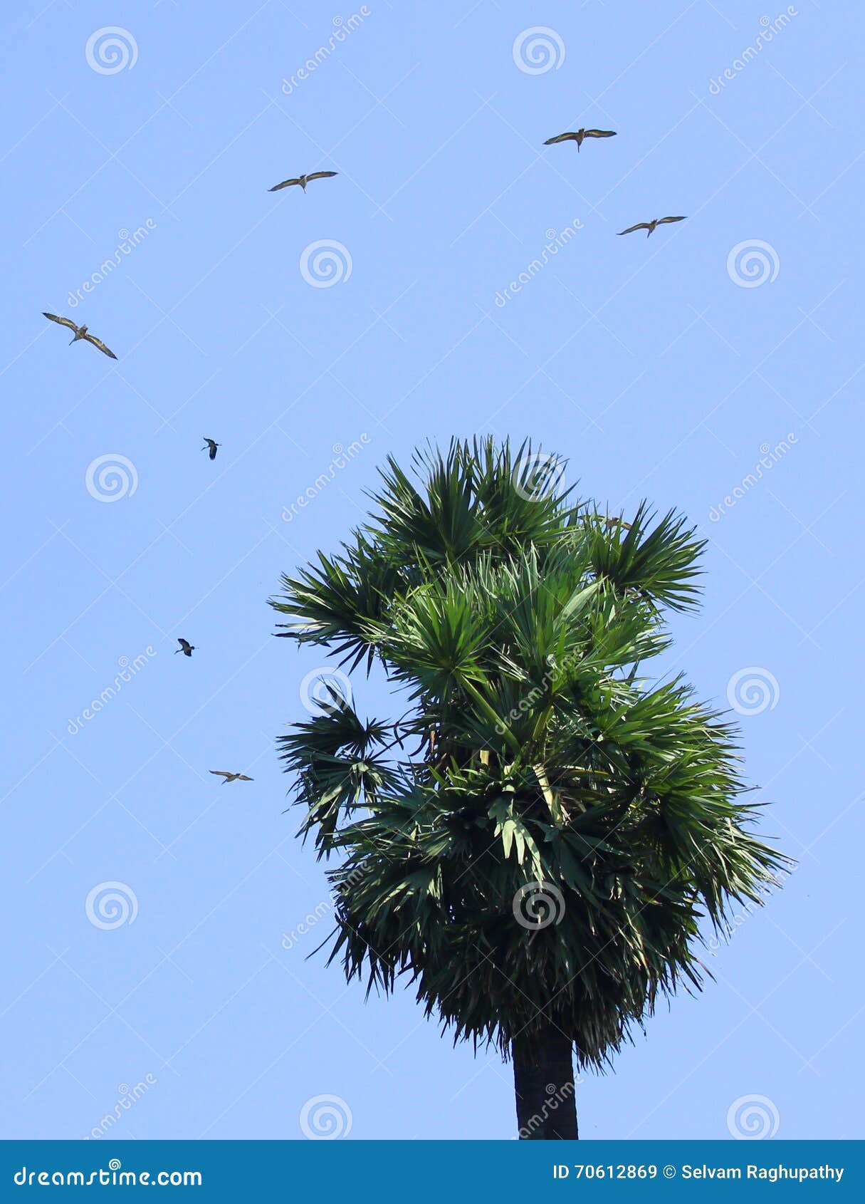 Flying Birds with Palm Tree Stock Image - Image of trees, nature: 70612869