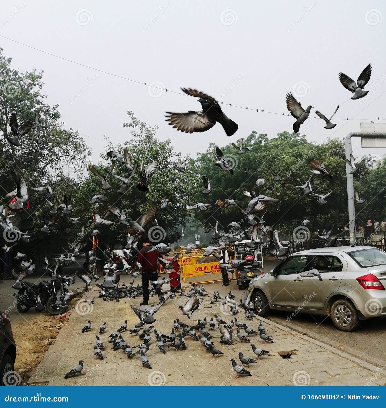 Flying Birds in Road Side Footpath Editorial Photography - Image of ...