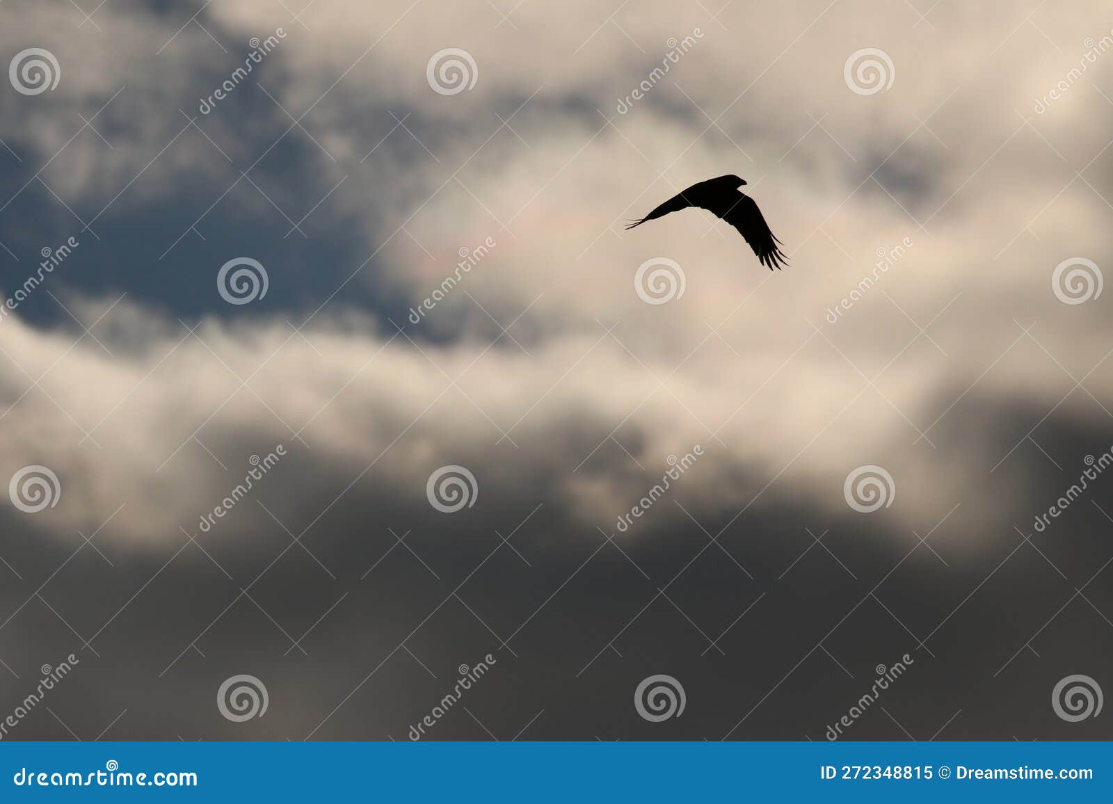 Flying Birds on a Stormy Weather and Dark Clouds Stock Image - Image of ...