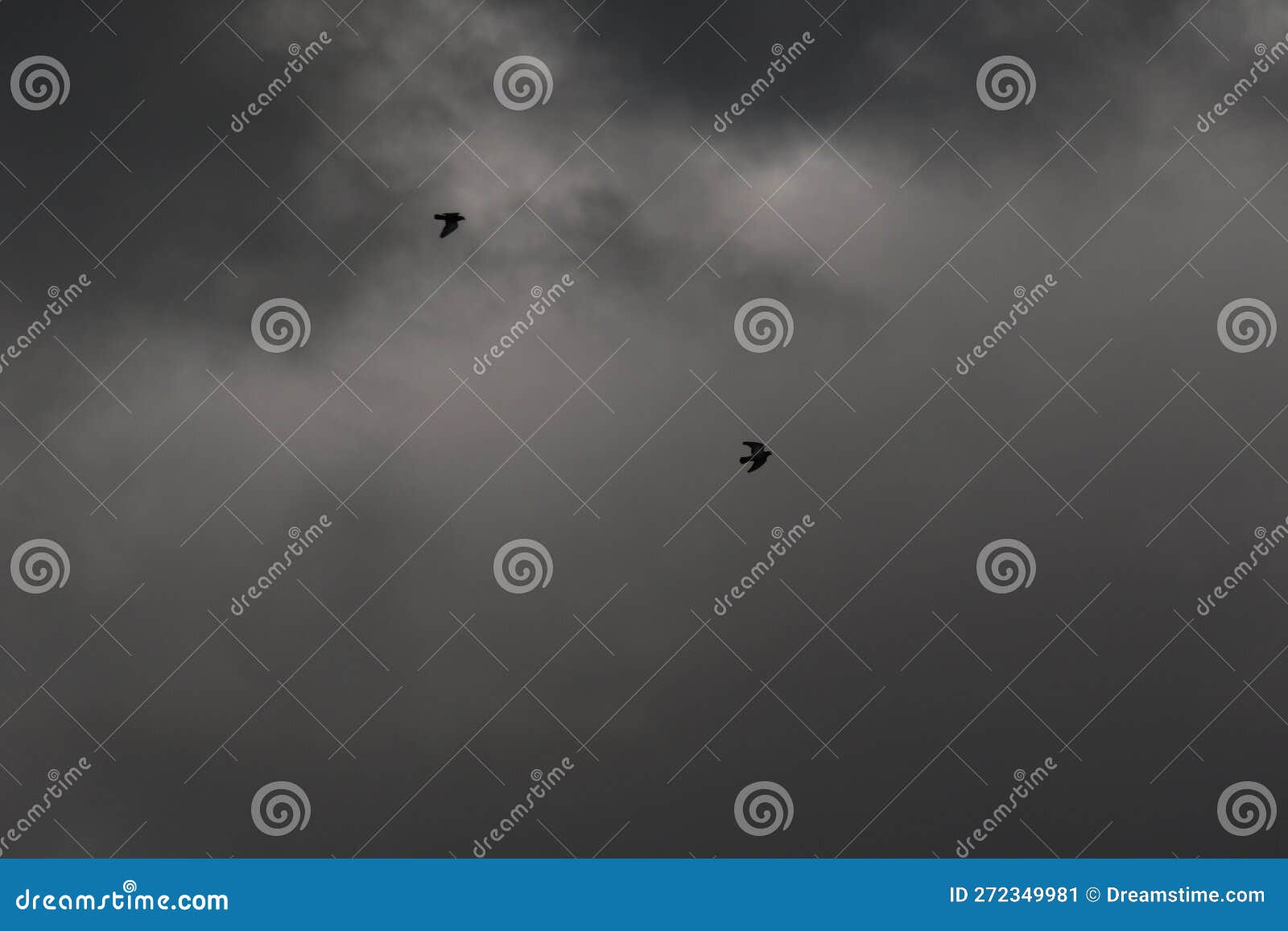 Flying Birds on a Stormy Weather and Dark Clouds Stock Image - Image of ...