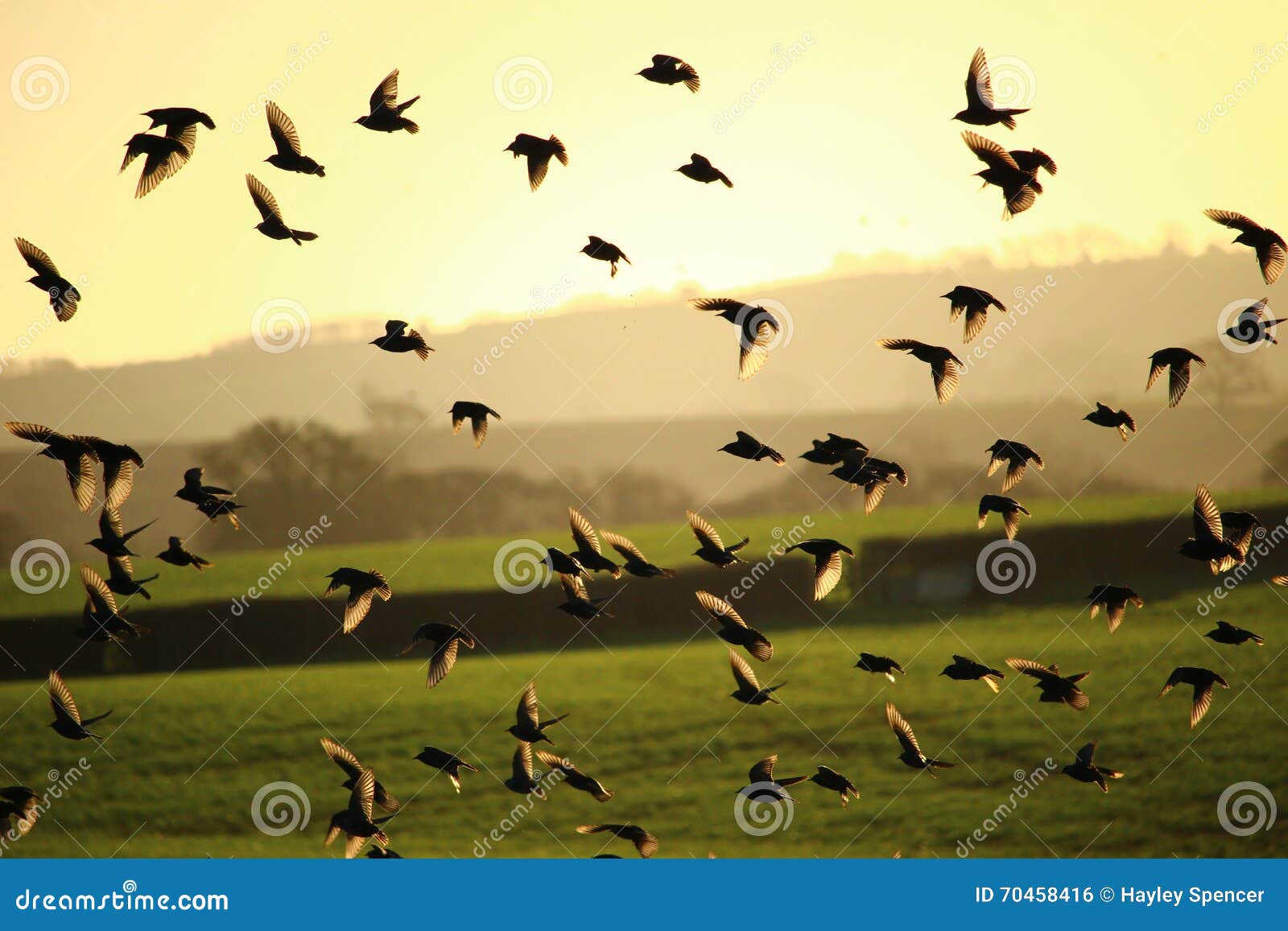 Flying Birds stock photo. Image of birds, feathers, field - 70458416