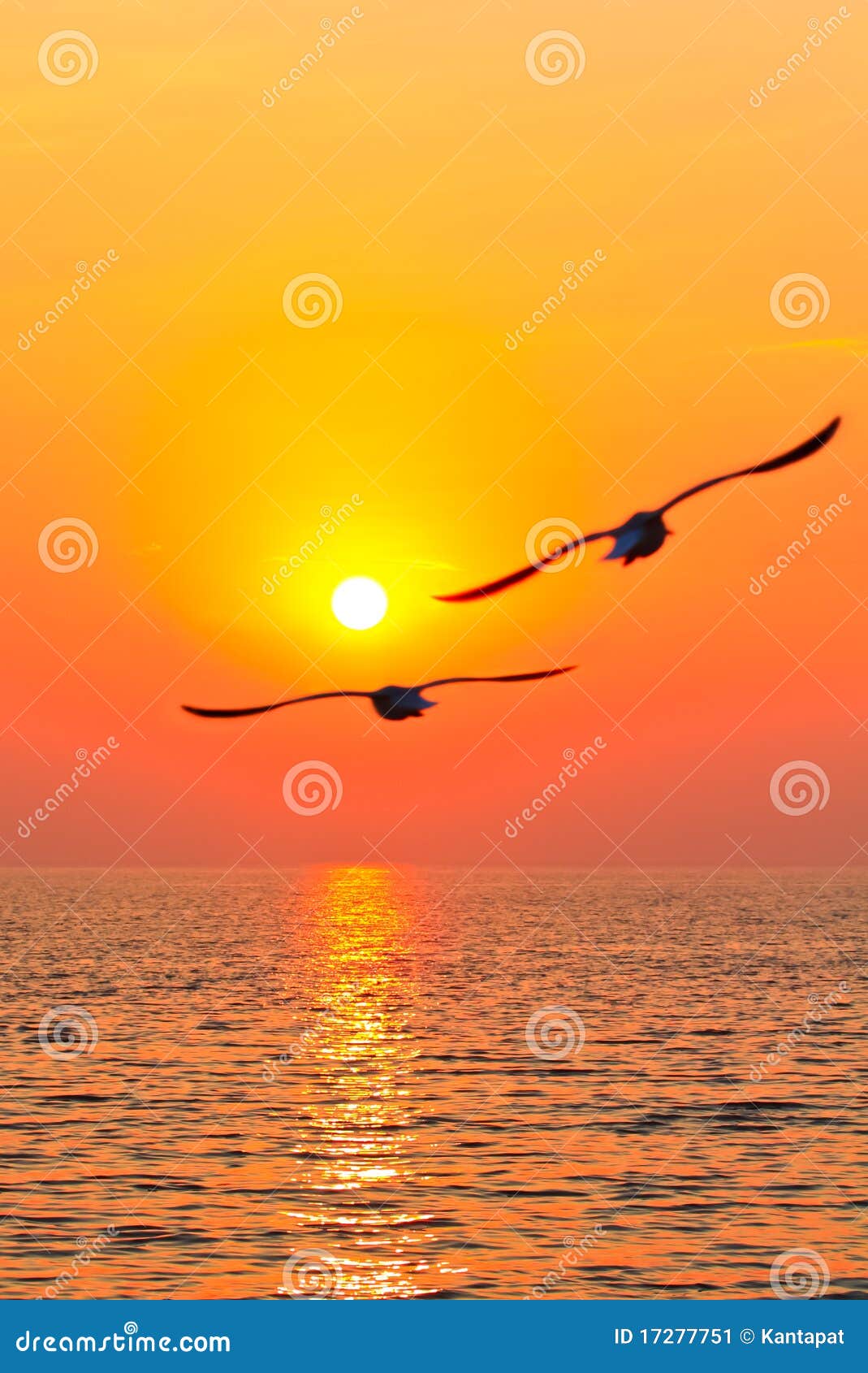 Flying birds with sunset stock image. Image of bright - 17277751