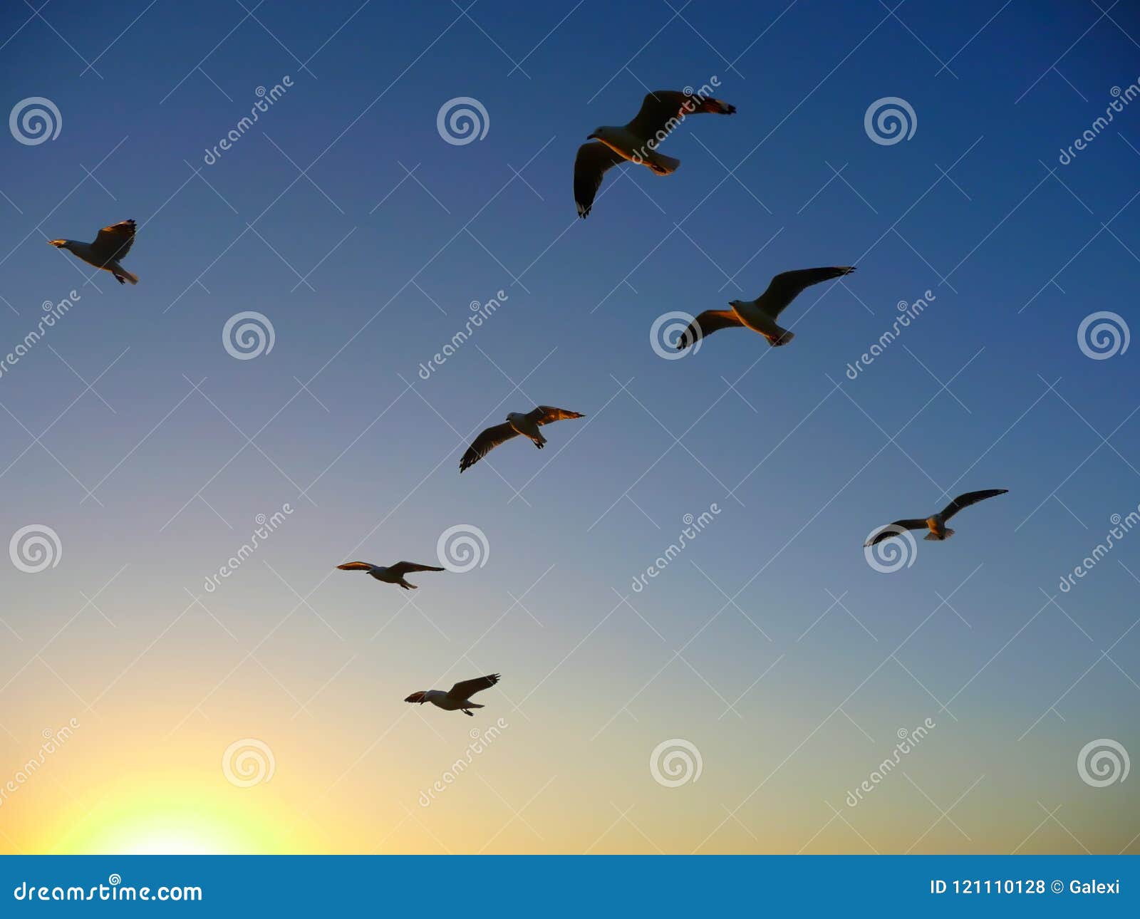 Flying Birds during Sunset stock photo. Image of paradise - 121110128