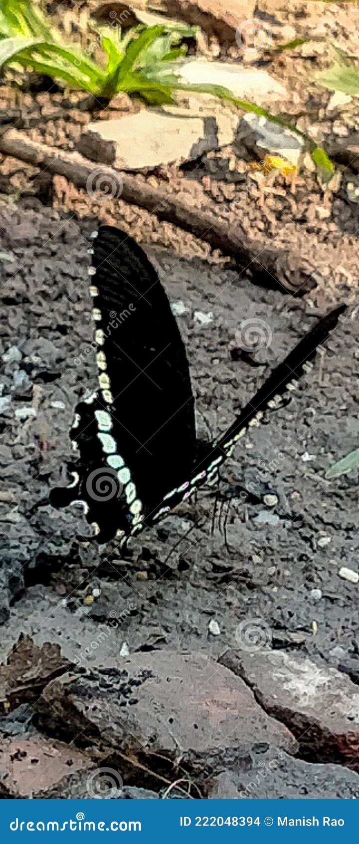 The Flying Black Butterfly is Getting Entertainment. Stock Photo ...