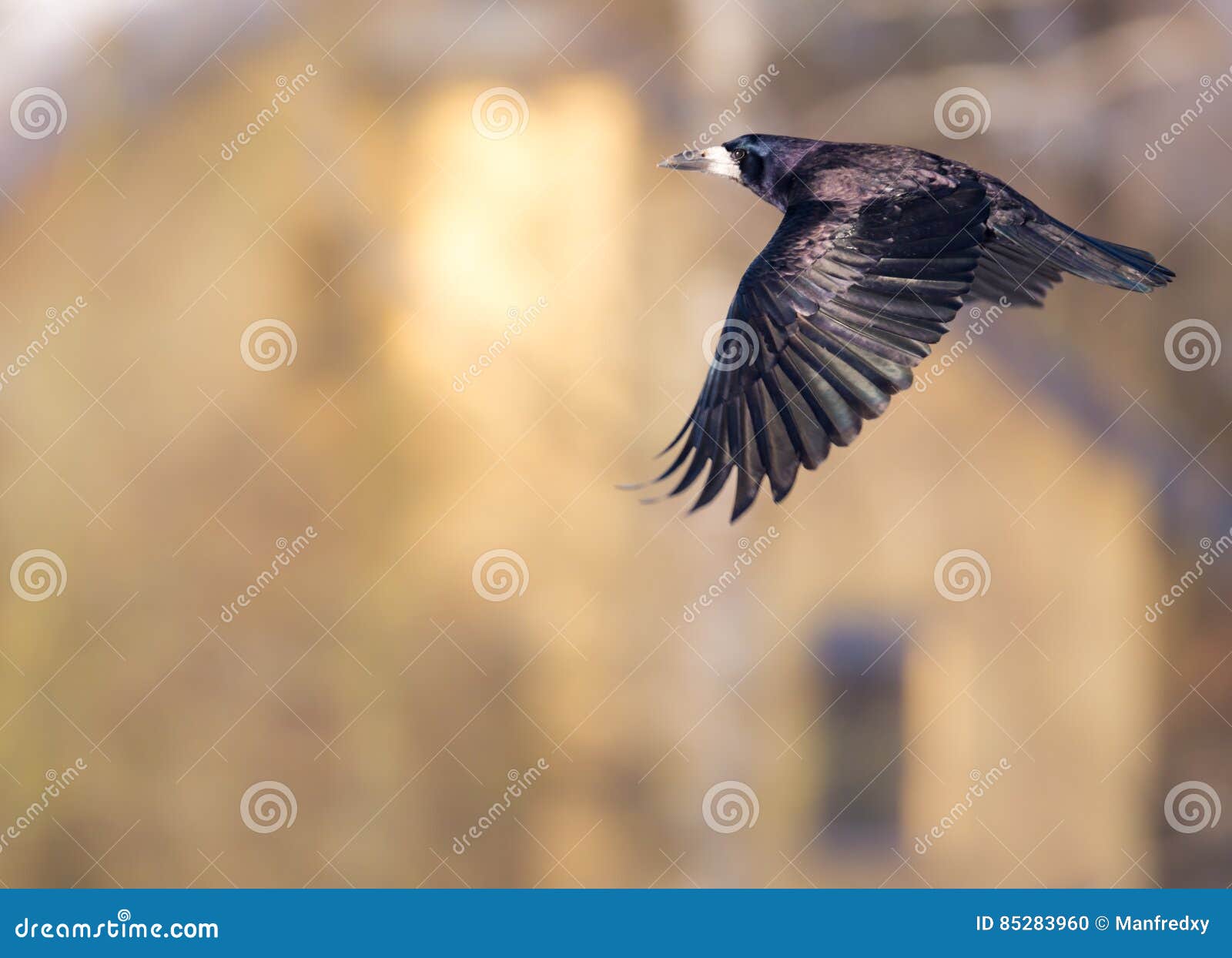 Flying black Carrion Crow stock photo. Image of wing - 85283960