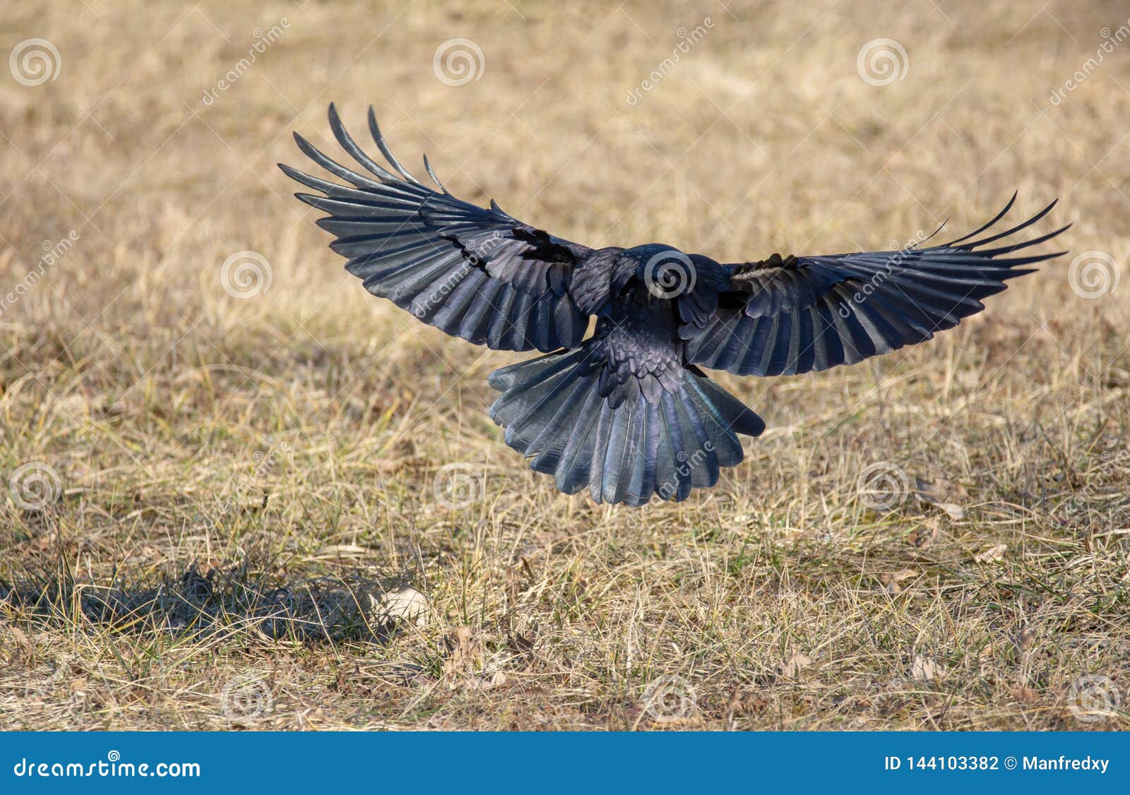 Flying Black Craw stock photo. Image of rook, raven - 144103382