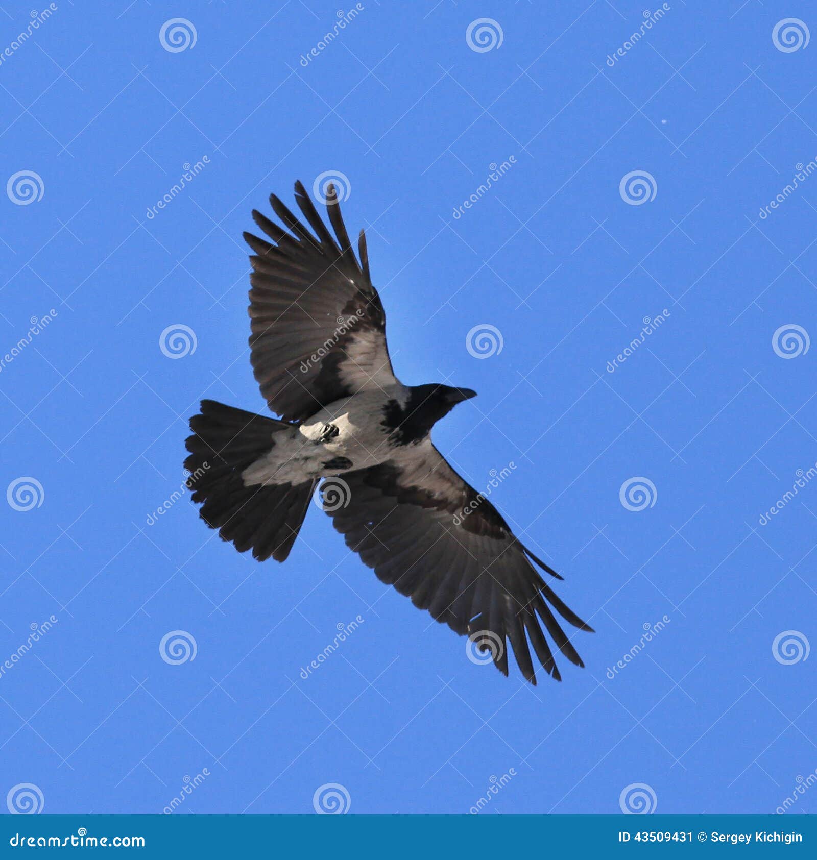 Flying Black Crow Against Blue Sky Stock Image - Image of people ...