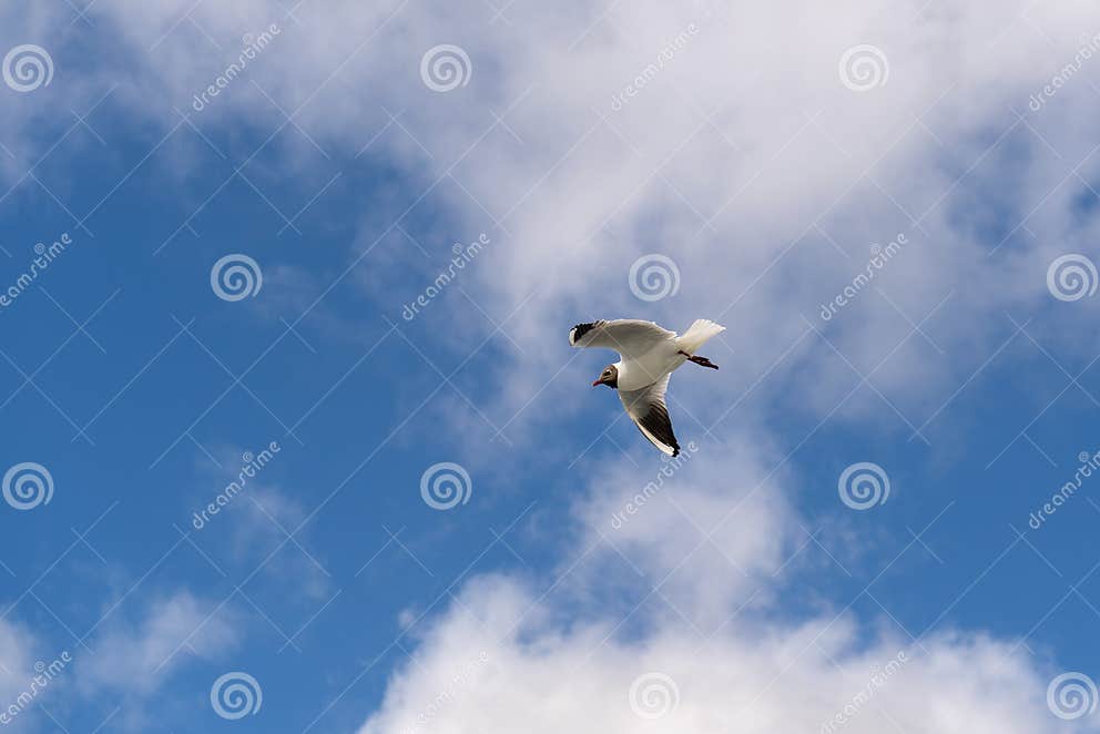Flying Black-headed gull stock image. Image of gull, wading - 41221005