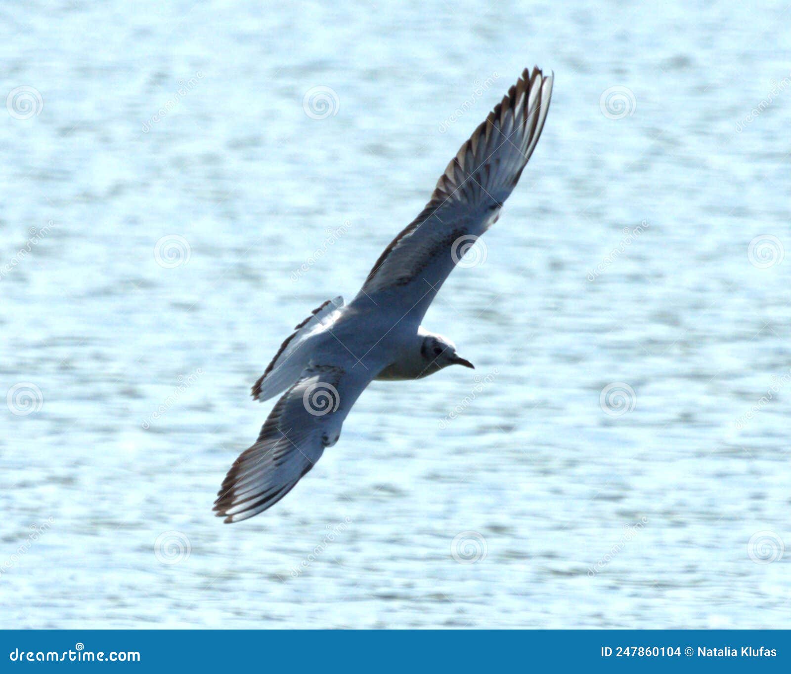 Flying Black-headed Gull on the Lake Stock Photo - Image of black, gull ...