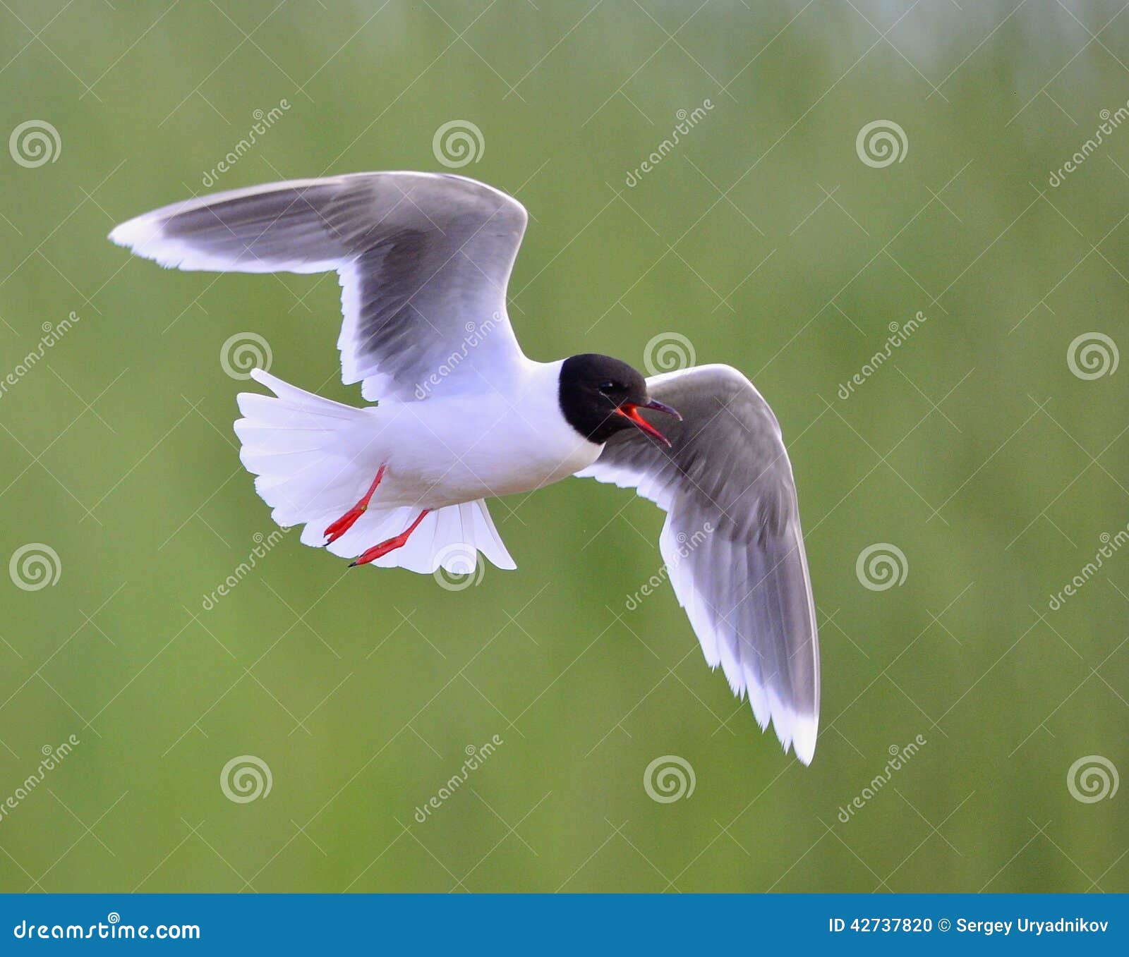 Flying Black-headed Gull (Larus Ridibundus) Stock Photo - Image of ...