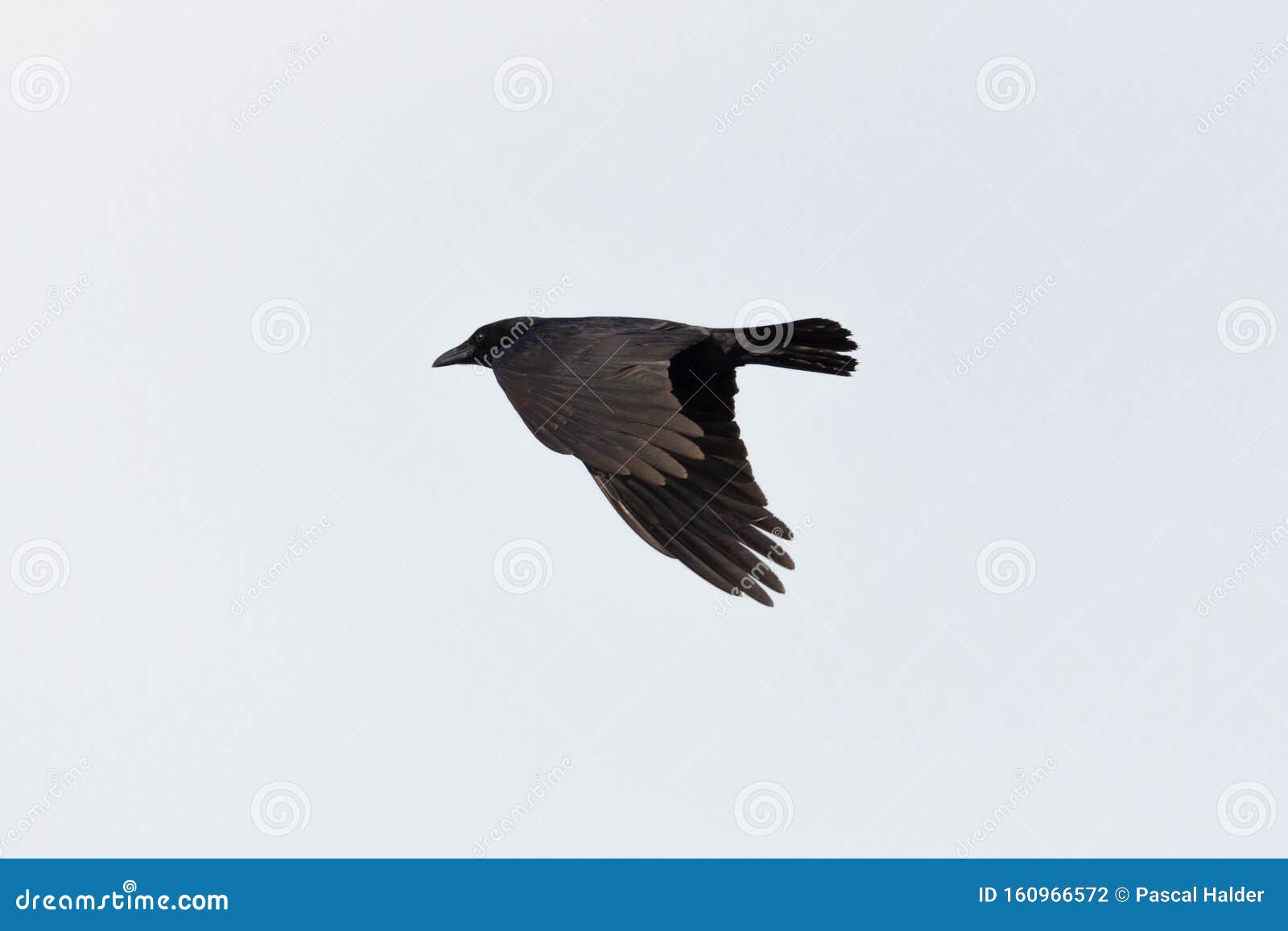 Raven In Fly Spread It`s Wings Againts Dull Skies Royalty-Free Stock ...