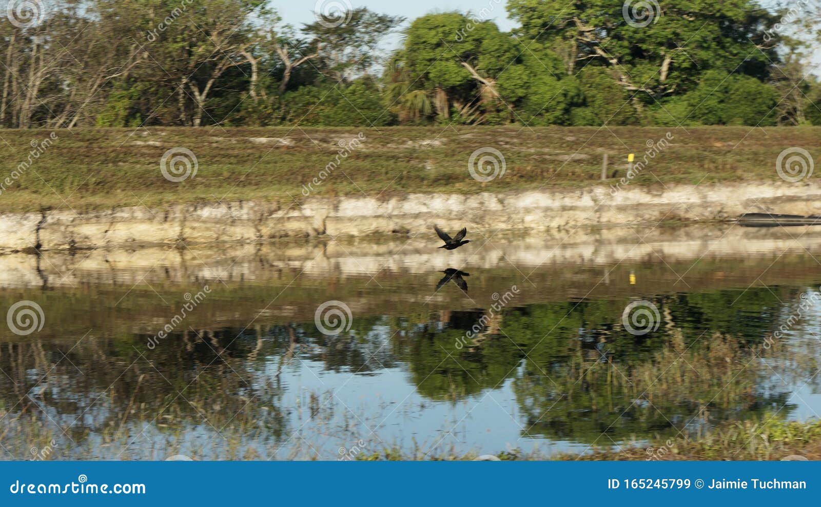 Flying Black Swamp Bird Over River Stock Image - Image of horizontal ...