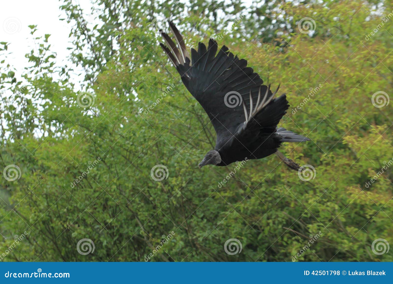 Flying black vulture stock photo. Image of coragyps, atratus - 42501798