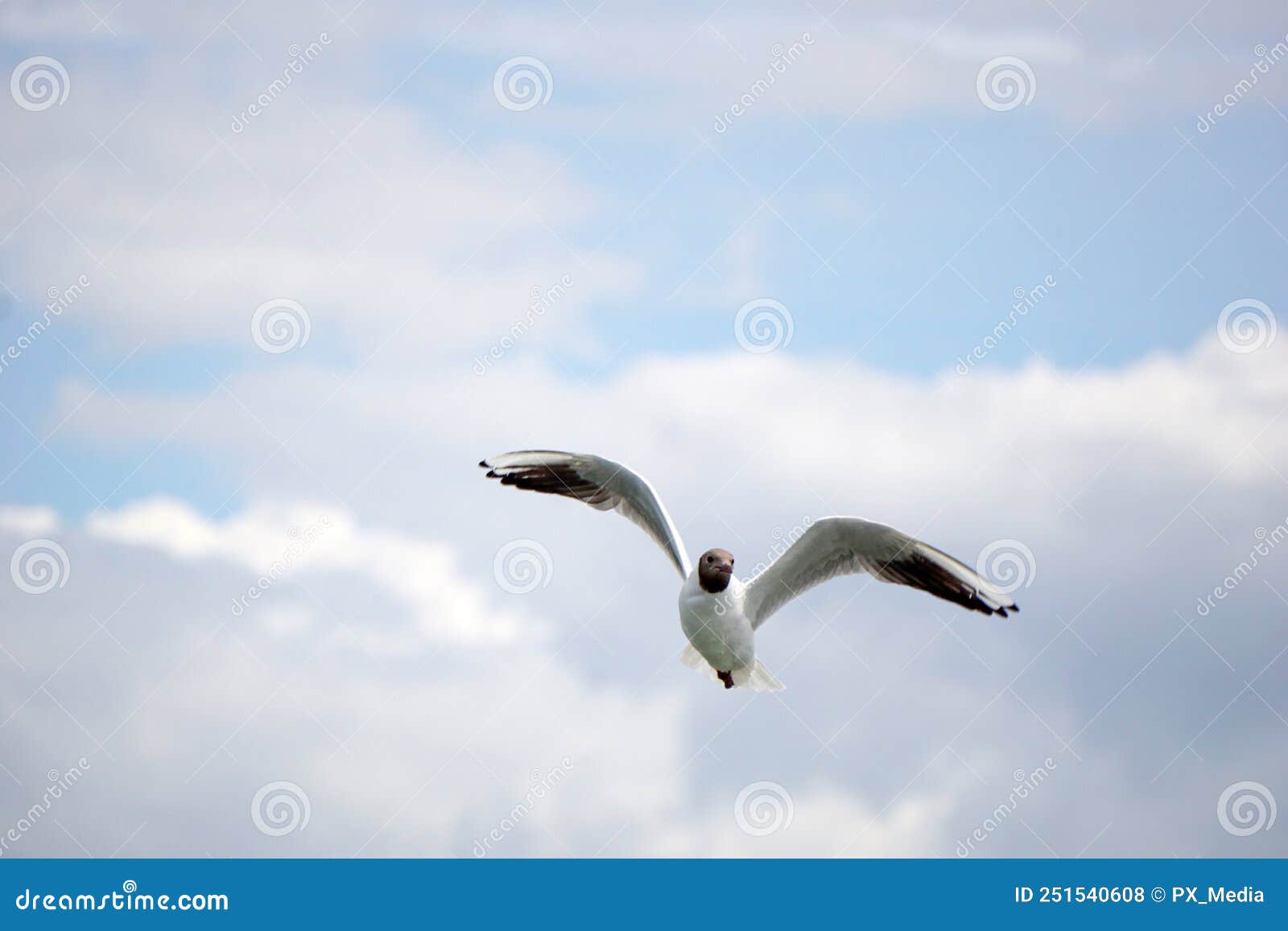 Flying Black and White Seagull Stock Photo - Image of flying, gull ...