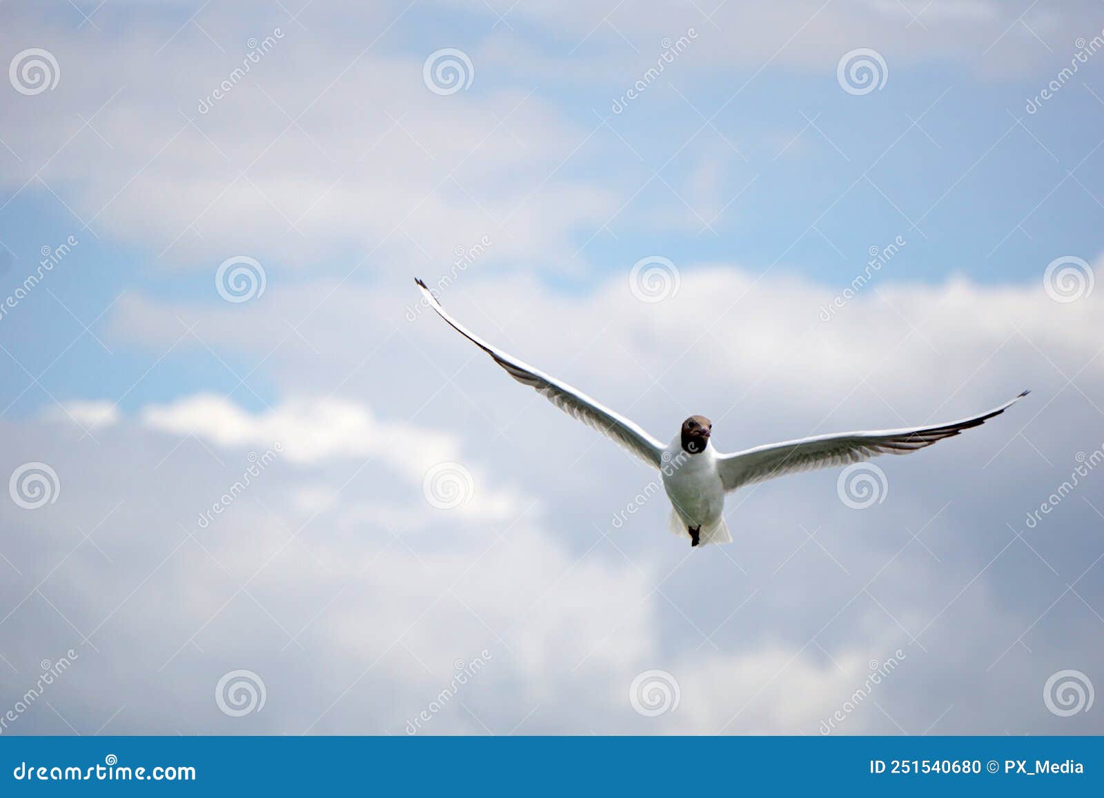 Flying Black and White Seagull Stock Photo - Image of white, outdoors ...