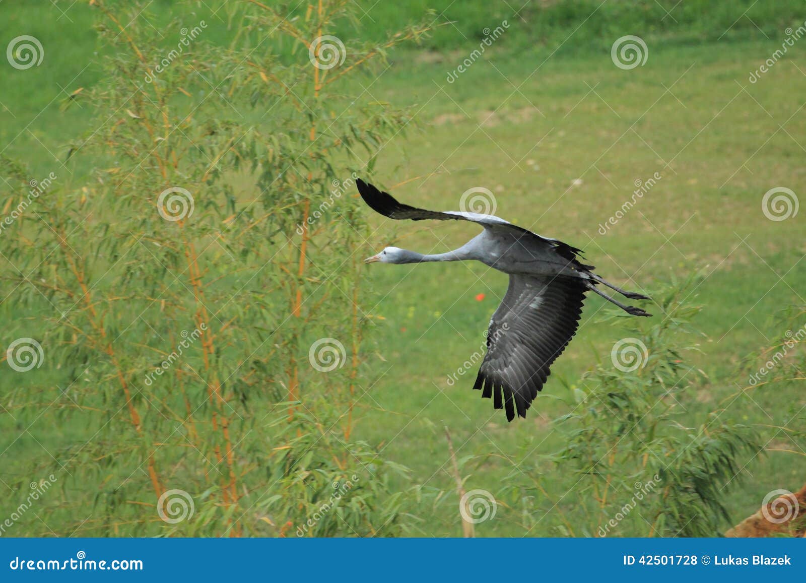 Flying Blue Crane Stock Photos - Download 1,726 Royalty Free Photos