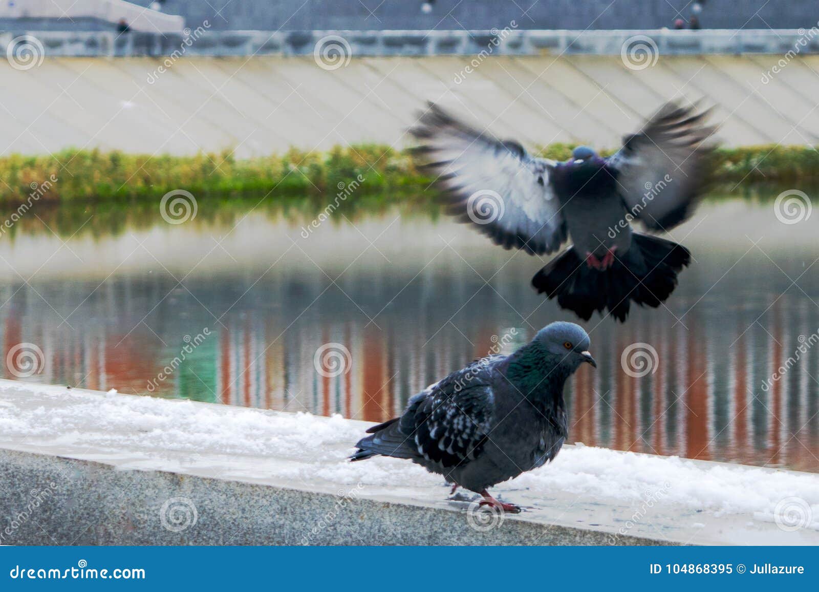 Flying blue dove stock image. Image of romance, beak - 104868395