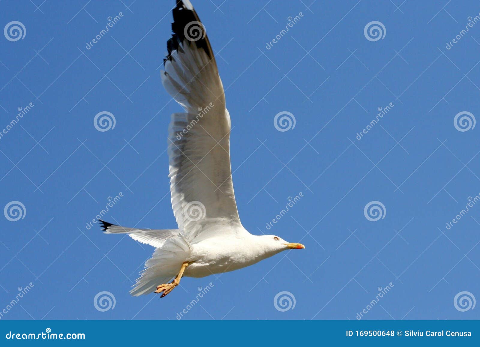 A Flying on Blue Sky Side View Seagull Stock Photo - Image of outdoor ...