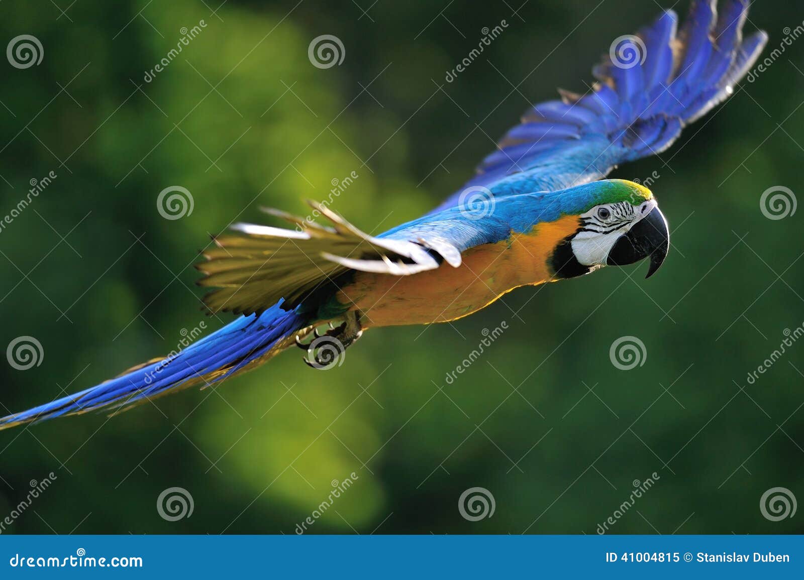 Flying Blue-and-yellow Macaw - Ara Ararauna Stock Image - Image of ...