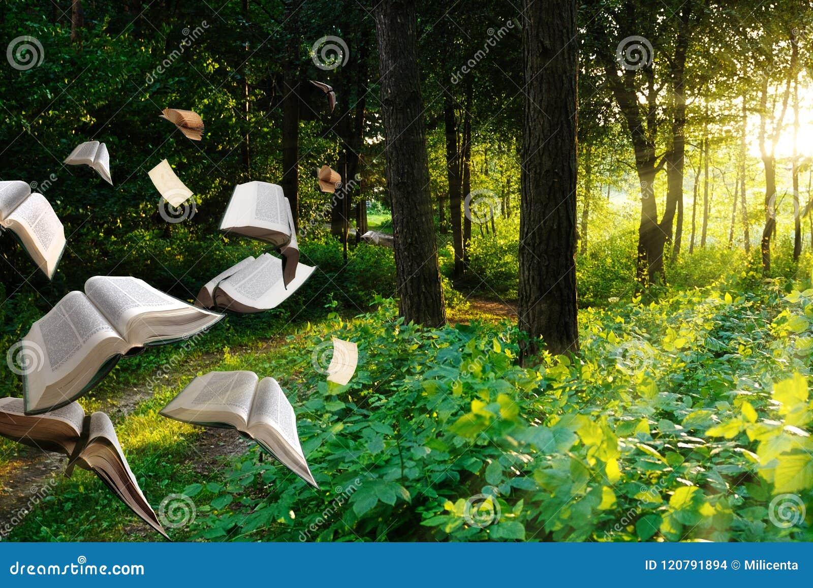 Flying books in the forest stock photo. Image of sunny - 120791894