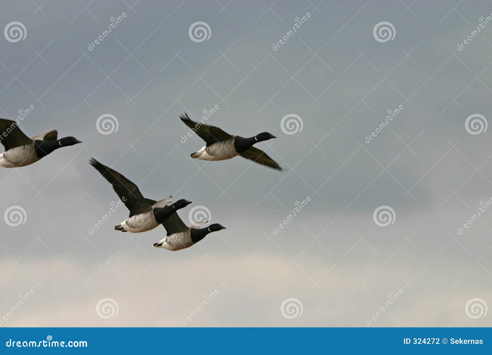 Flying brant geese stock photo. Image of skies, travel - 324272