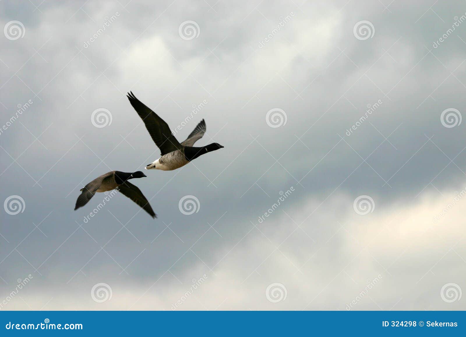 Flying brant geese stock photo. Image of geese, flight - 324298