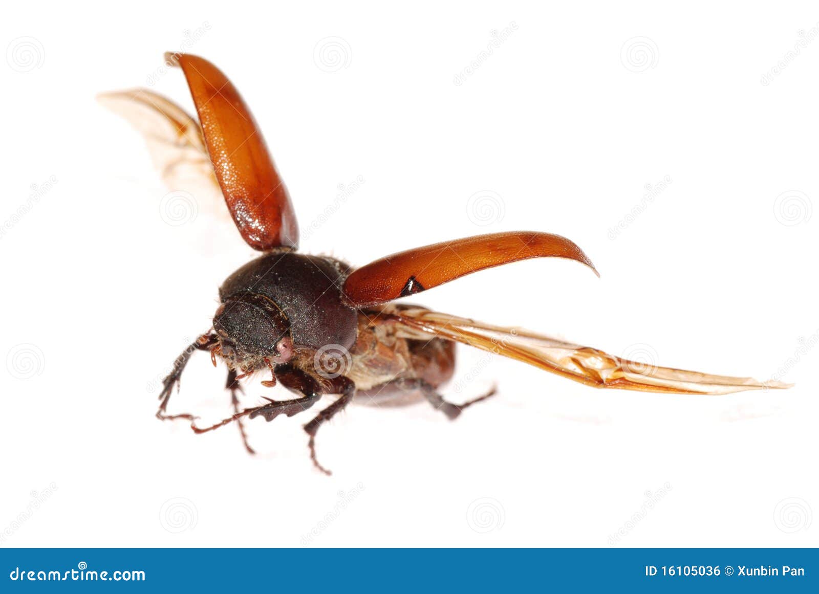 Flying Scarab Beetle Royalty-Free Stock Photography | CartoonDealer.com ...