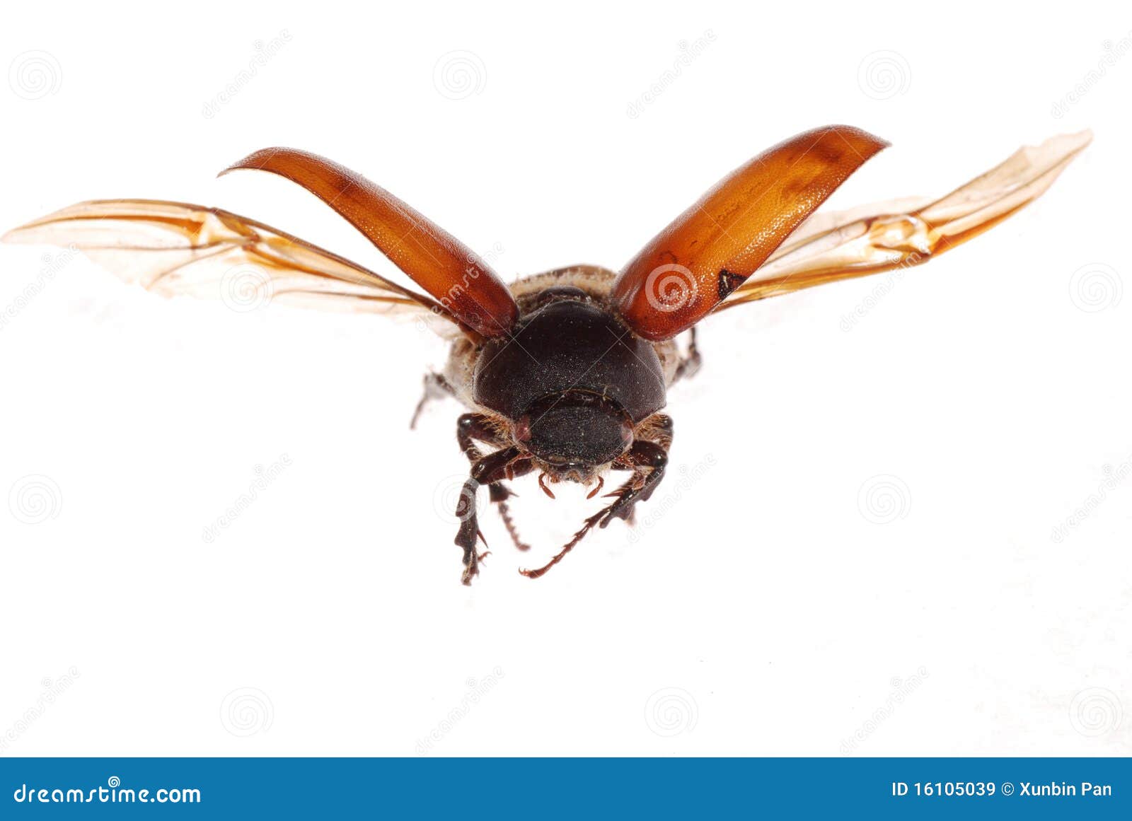 Flying brown scarab beetle stock image. Image of natural - 16105039