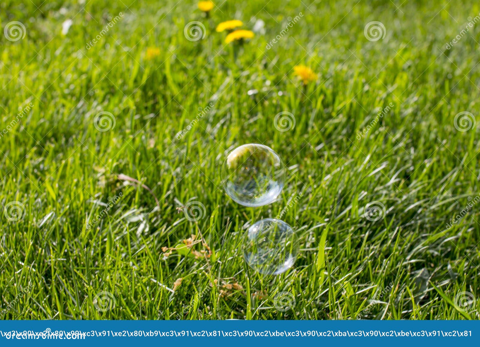 Flying bubble in nature. stock image. Image of scenery - 155597493