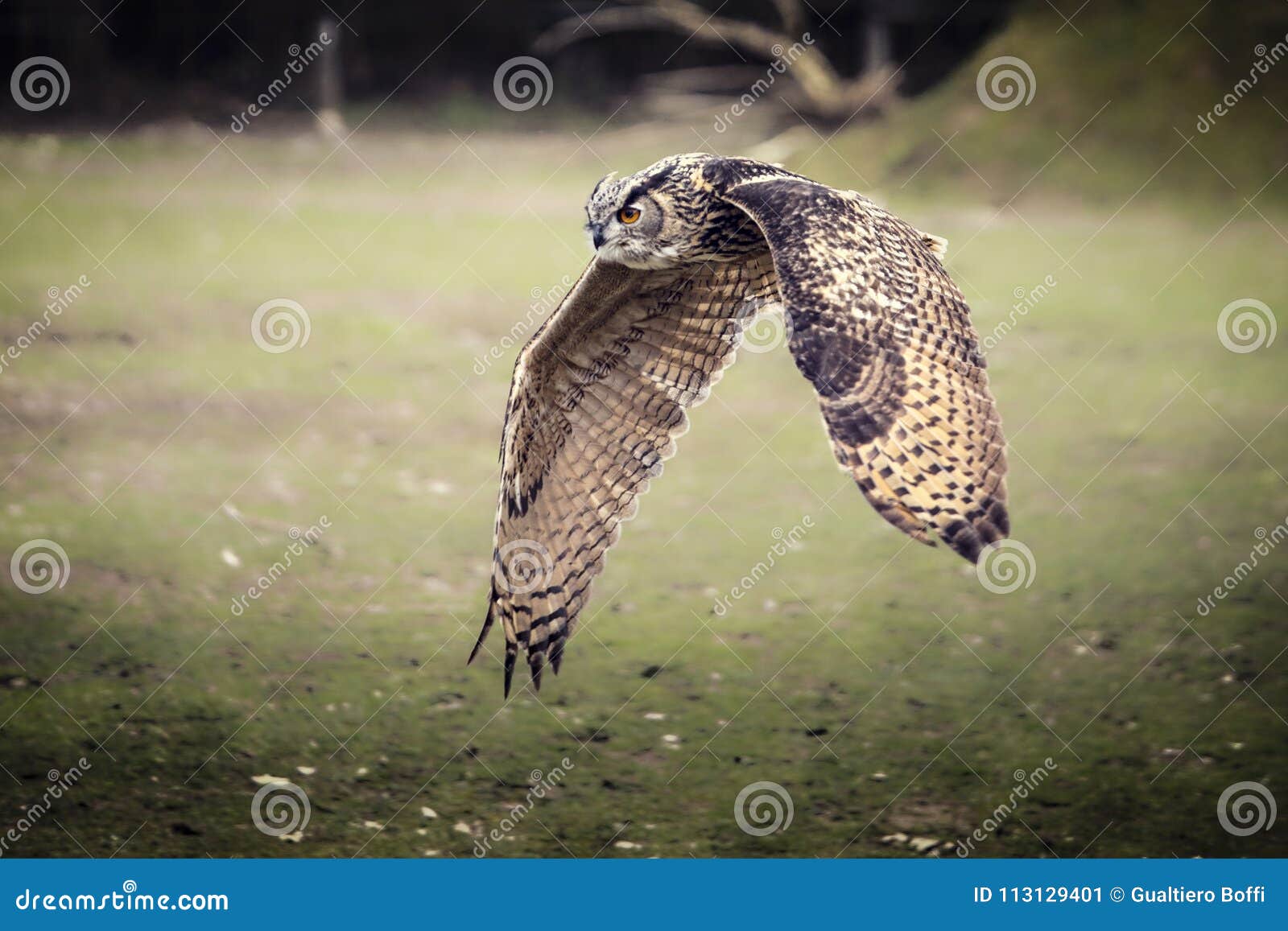 Flying bubo owl stock image. Image of raptor, carnivore - 113129401